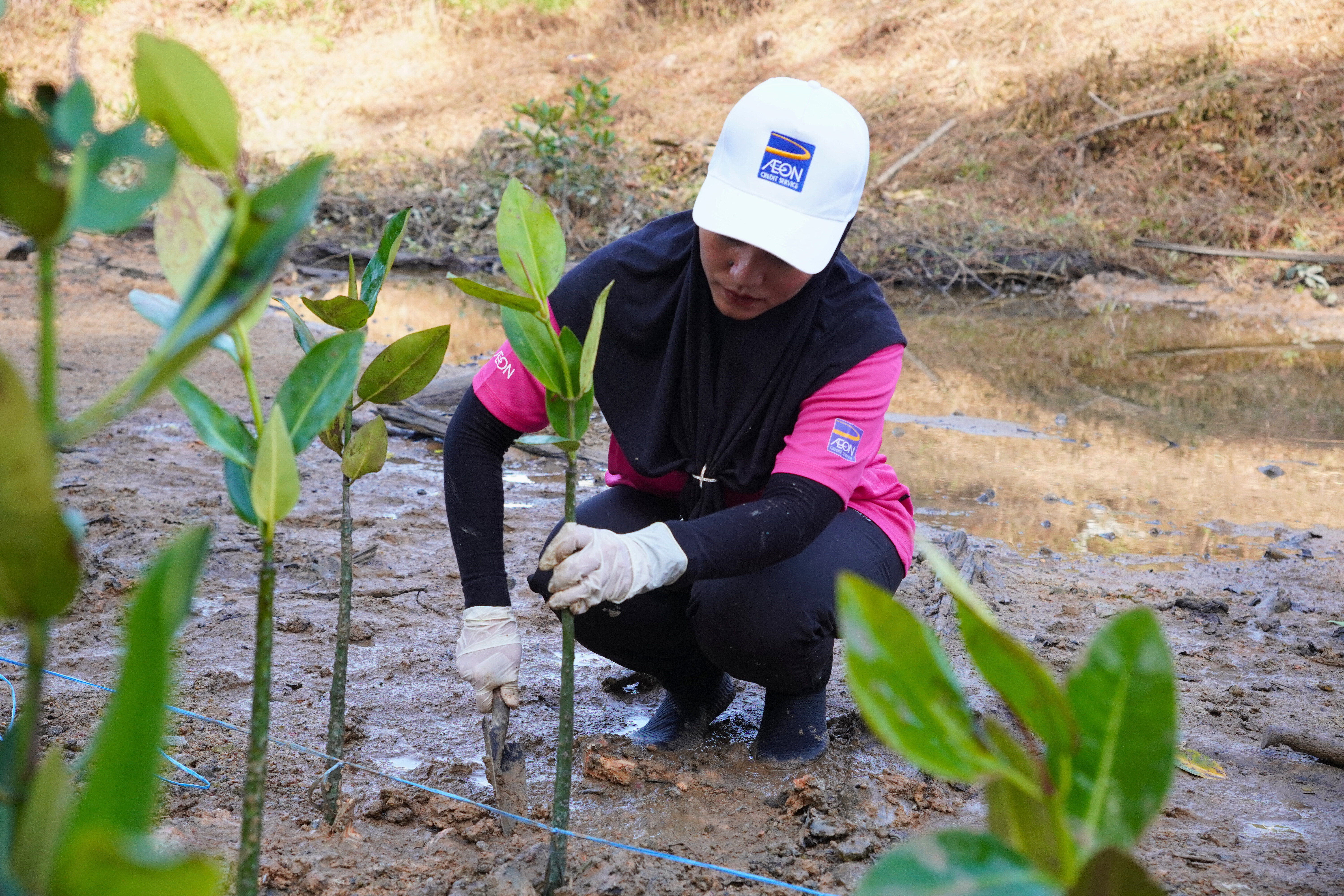 AEON Credit Mangrove Tree Planting 2026 at Cherating, Pahang - AEON ...
